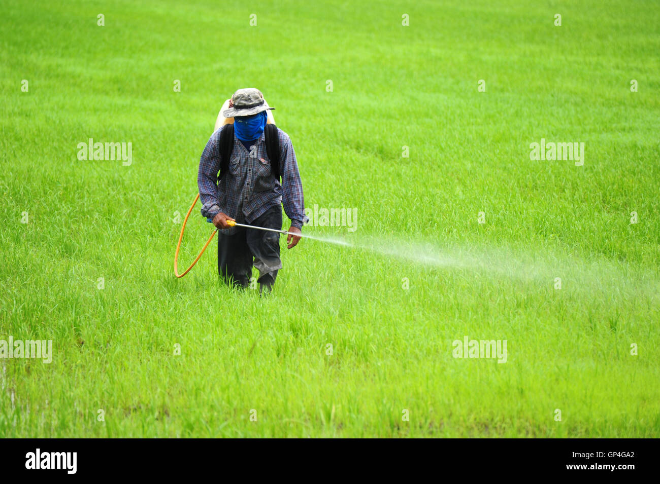 Farmer spraying pesticide Stock Photo - Alamy