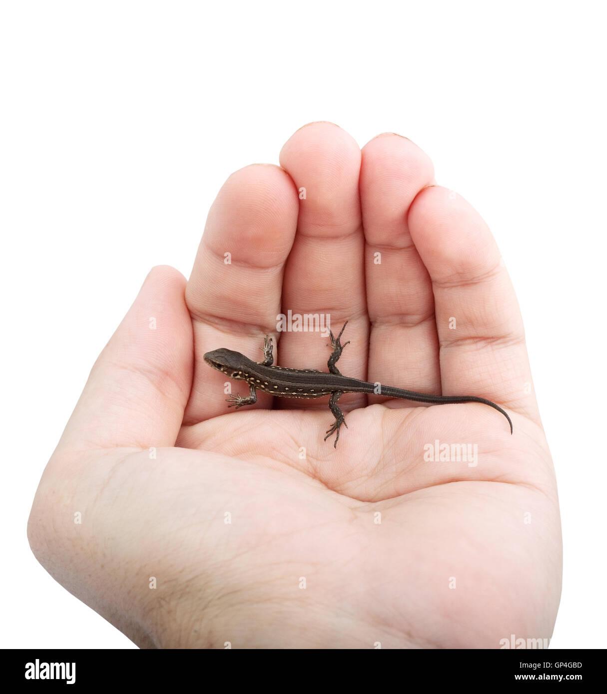 Reptile hand hi-res stock photography and images - Alamy