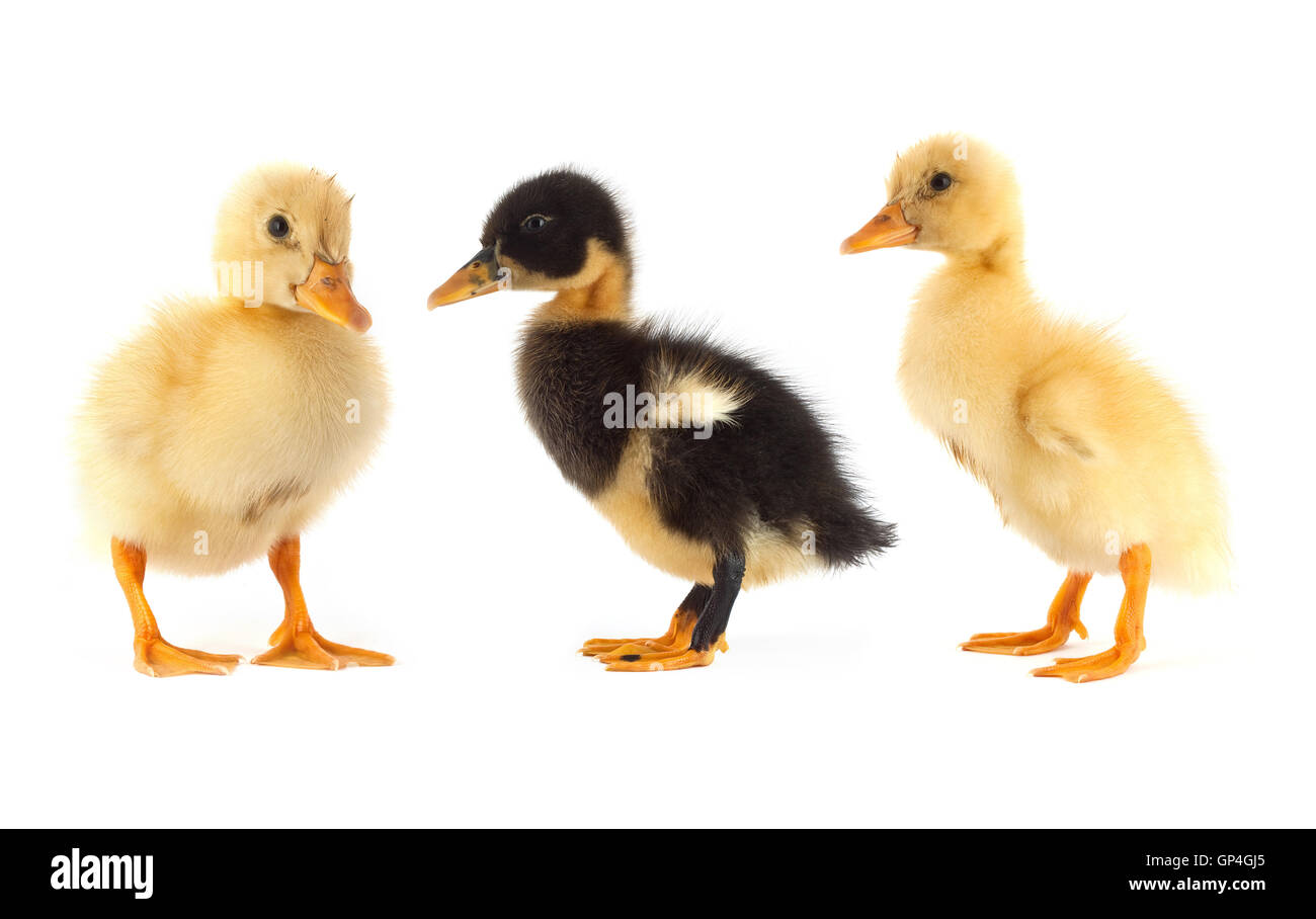 Duckling curiosity hi-res stock photography and images - Alamy