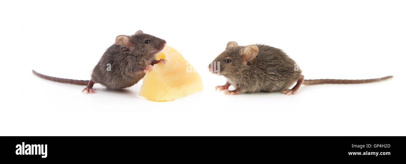 Smelling cheese Cut Out Stock Images & Pictures - Alamy