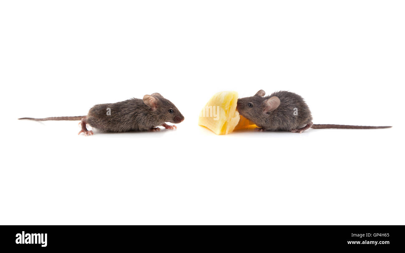 Mouse and cheese Stock Photo - Alamy