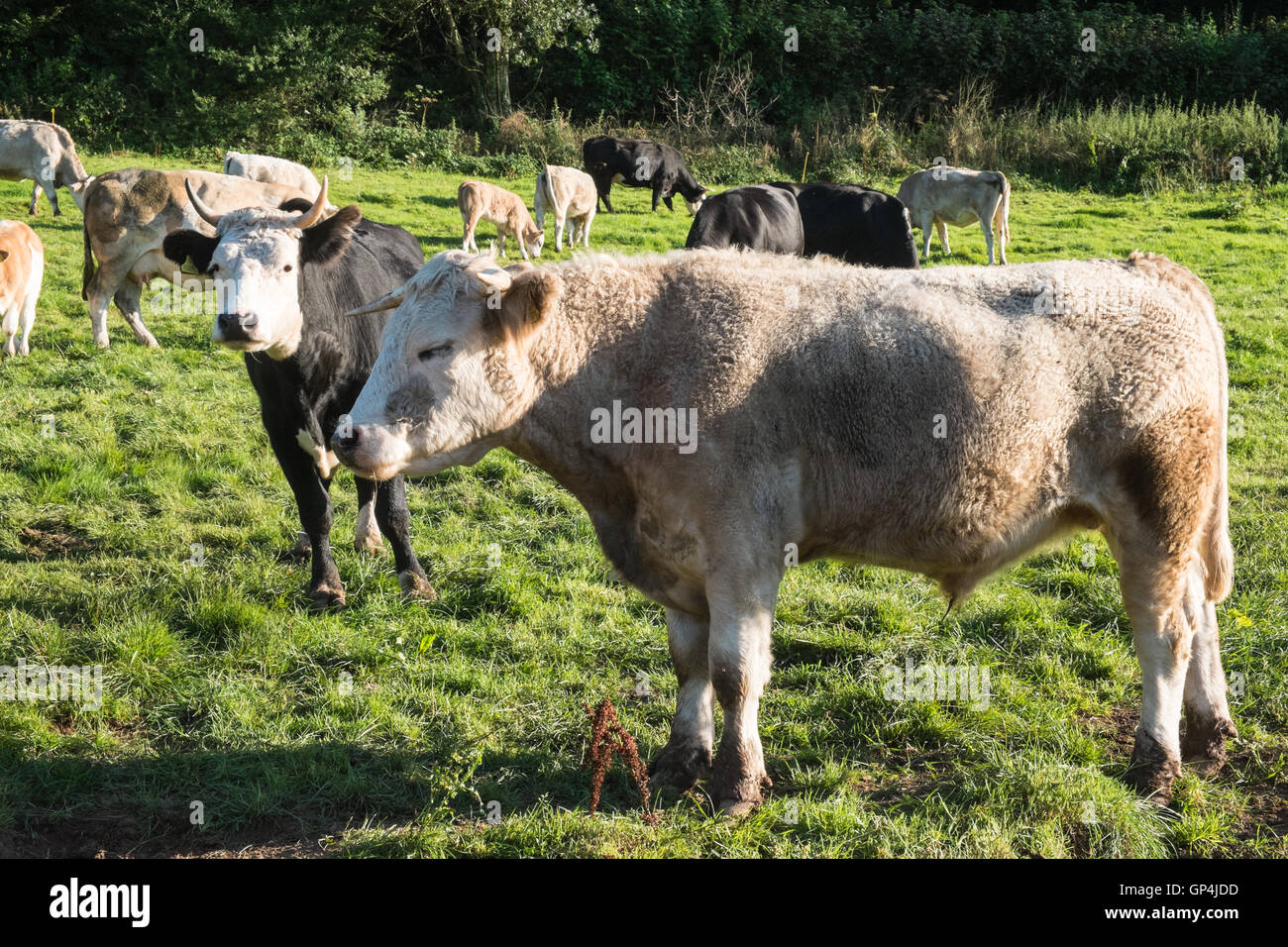 Calves being protected by elder cows and bulls in a field in rural ...