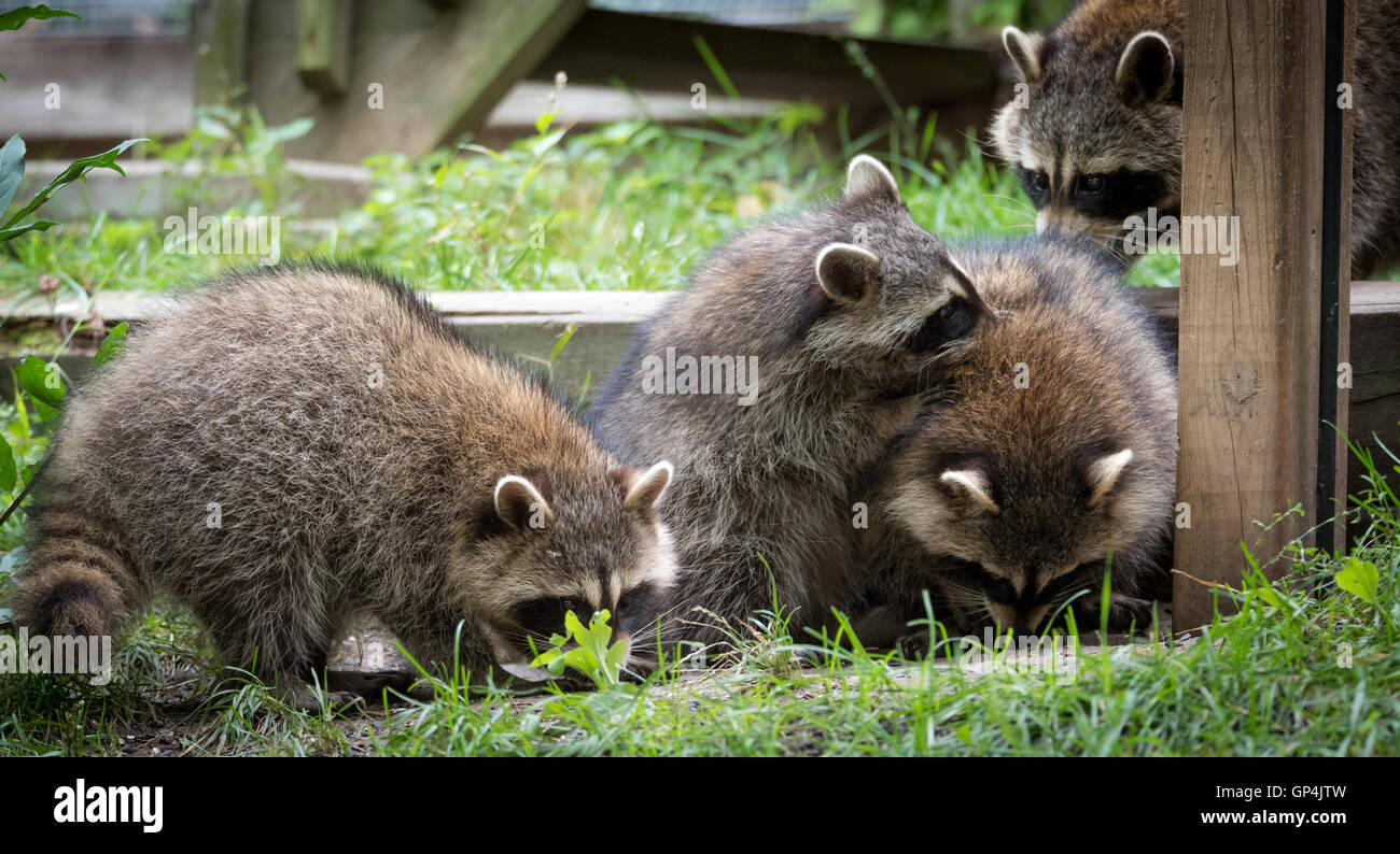 Adolescent raccoon hi-res stock photography and images - Alamy