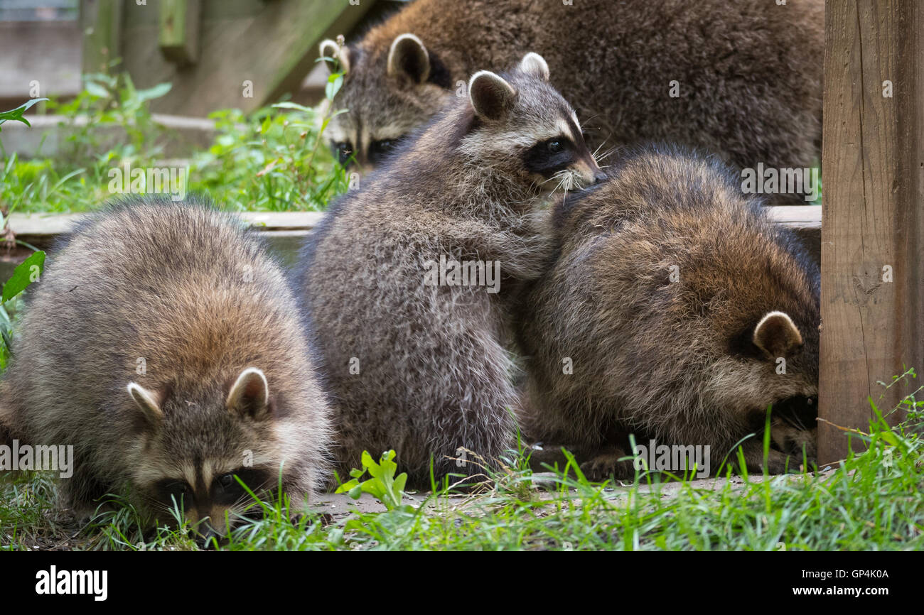 Adolescent raccoon hi-res stock photography and images - Alamy