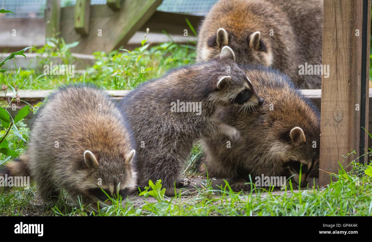 Adolescent raccoon hi-res stock photography and images - Alamy