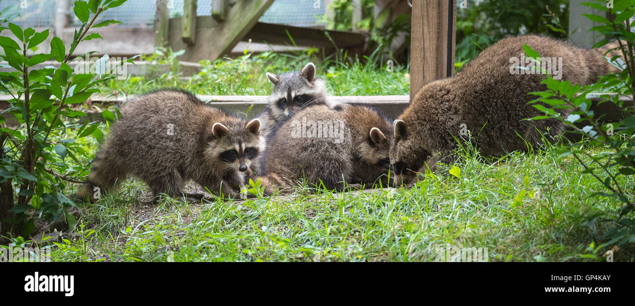 Adolescent raccoon hi-res stock photography and images - Alamy