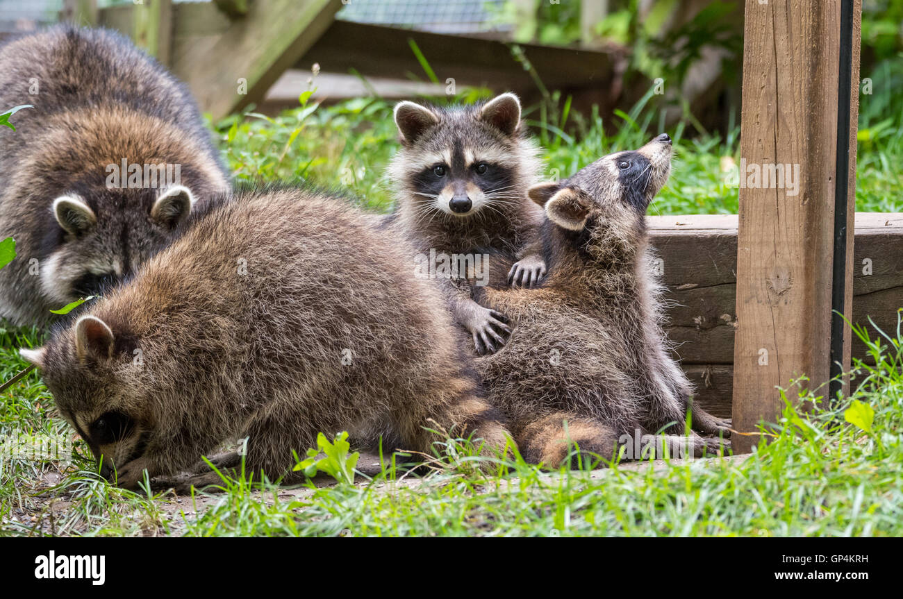 Adolescent raccoon hi-res stock photography and images - Alamy