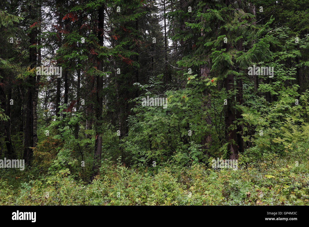 Taiga forest landscape in the rain in beginning of autumn Stock Photo ...