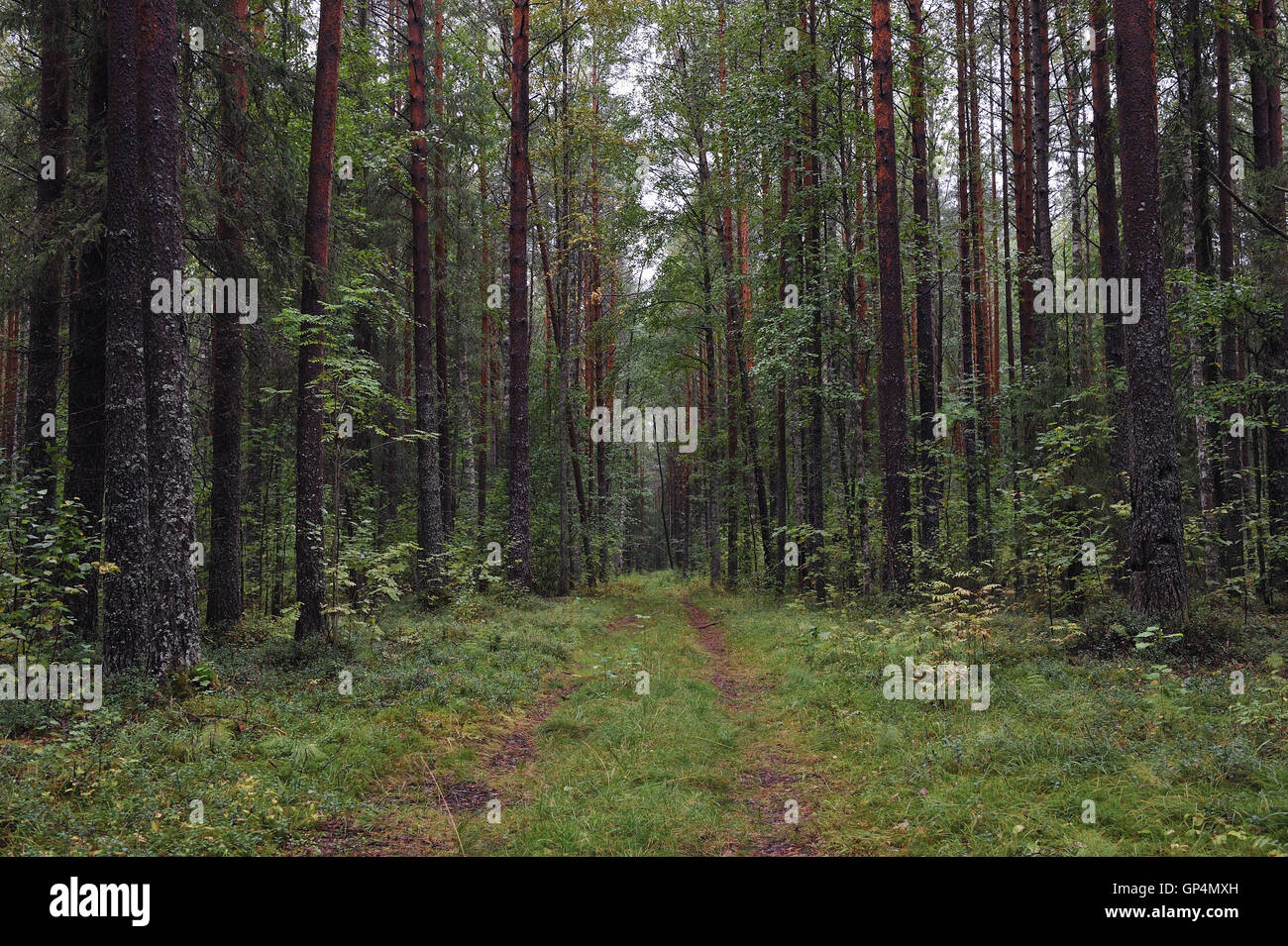 Taiga forest landscape in the rain in beginning of autumn Stock Photo ...
