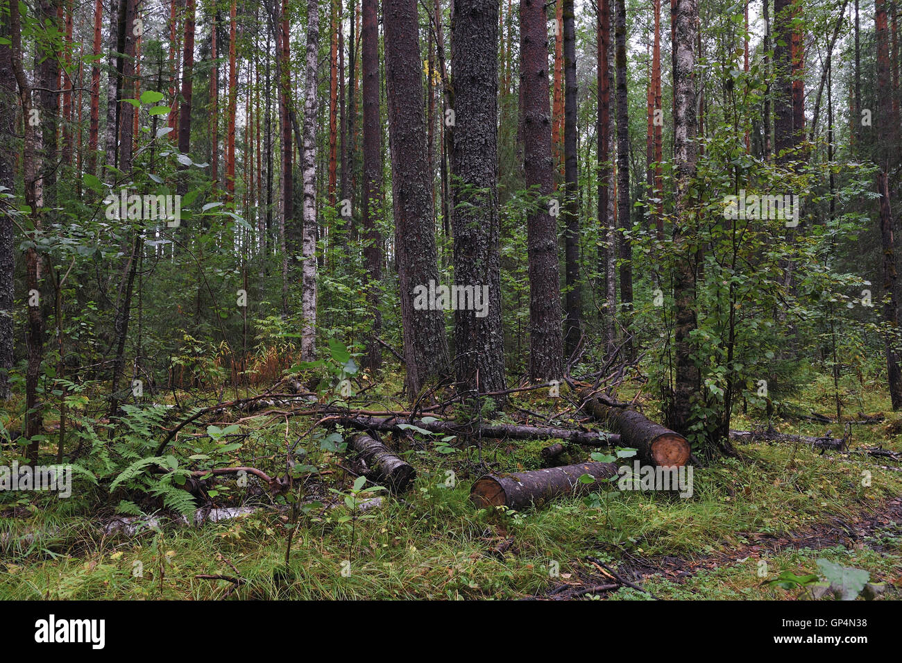 Taiga forest landscape in the rain in beginning of autumn Stock Photo ...