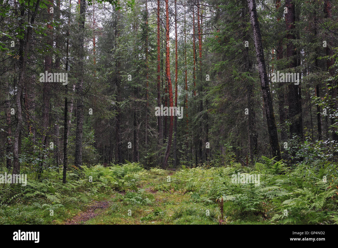 Taiga forest landscape in the rain in beginning of autumn Stock Photo ...