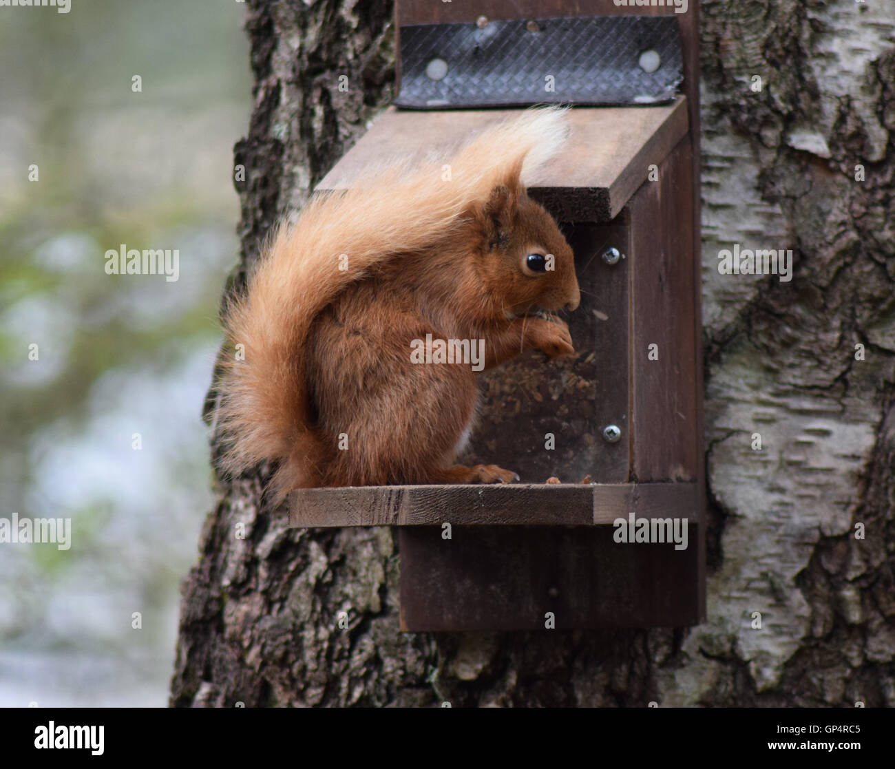 Squirrel feeder hi-res stock photography and images - Alamy