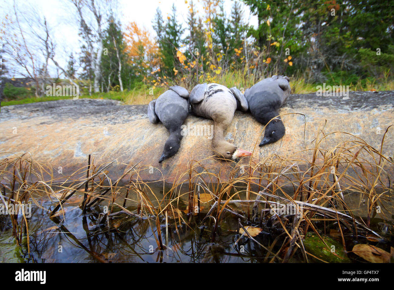 trophy hunter geese, decorated in typical conditions of the North Stock ...