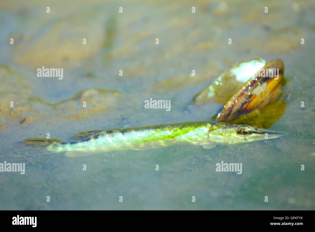 pike in a pool from being lakes channels Stock Photo - Alamy