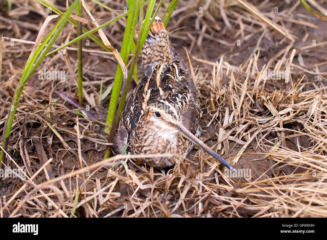 Common snipe in grass hi-res stock photography and images - Alamy