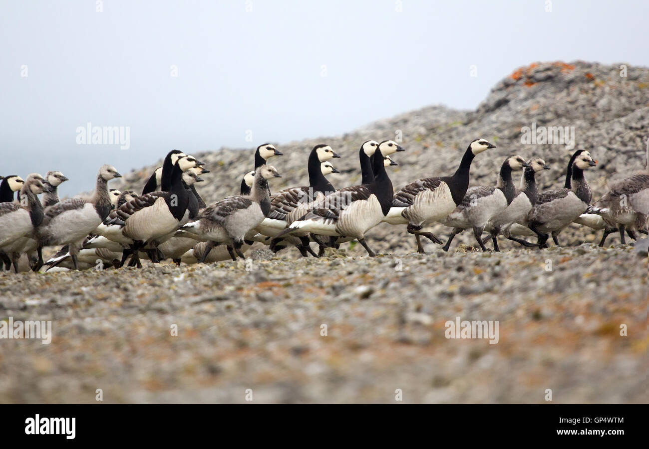 A flock of adult geese with chicks in arctic desert Stock Photo - Alamy