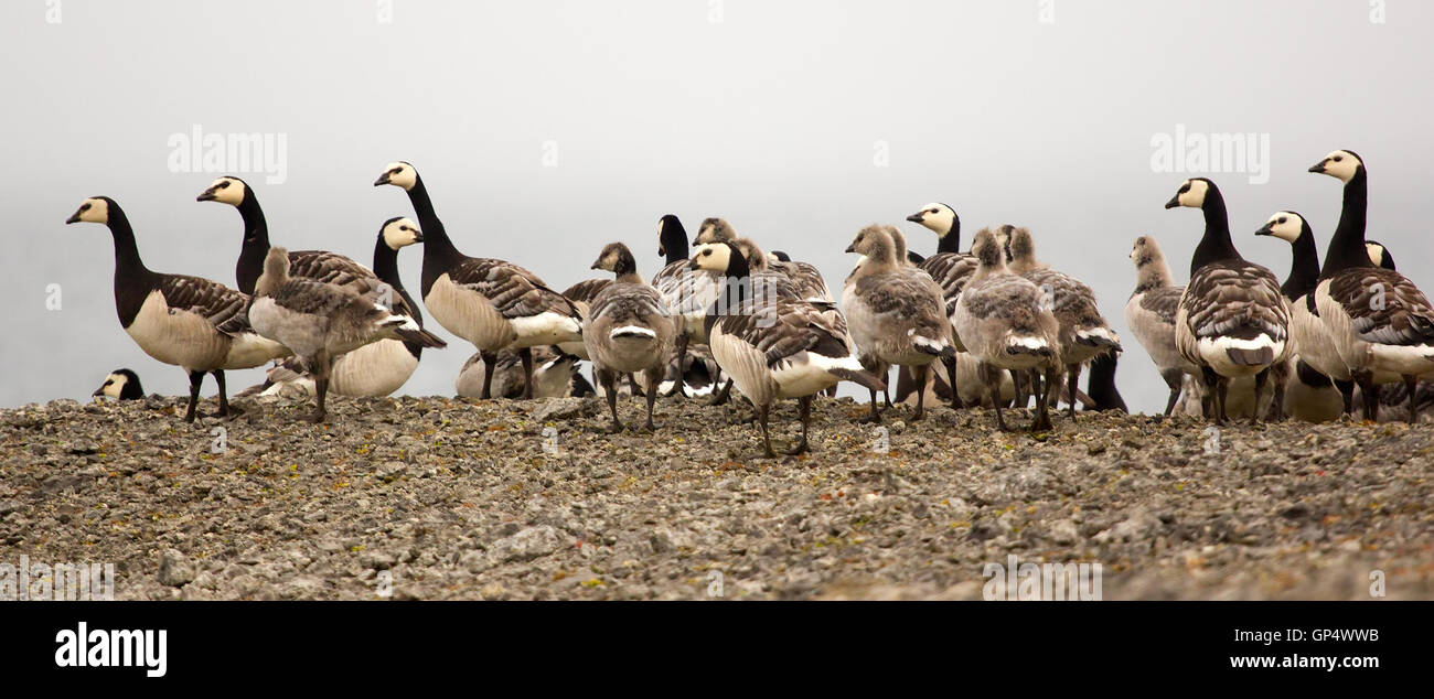 A flock of adult geese with chicks in arctic desert Stock Photo - Alamy
