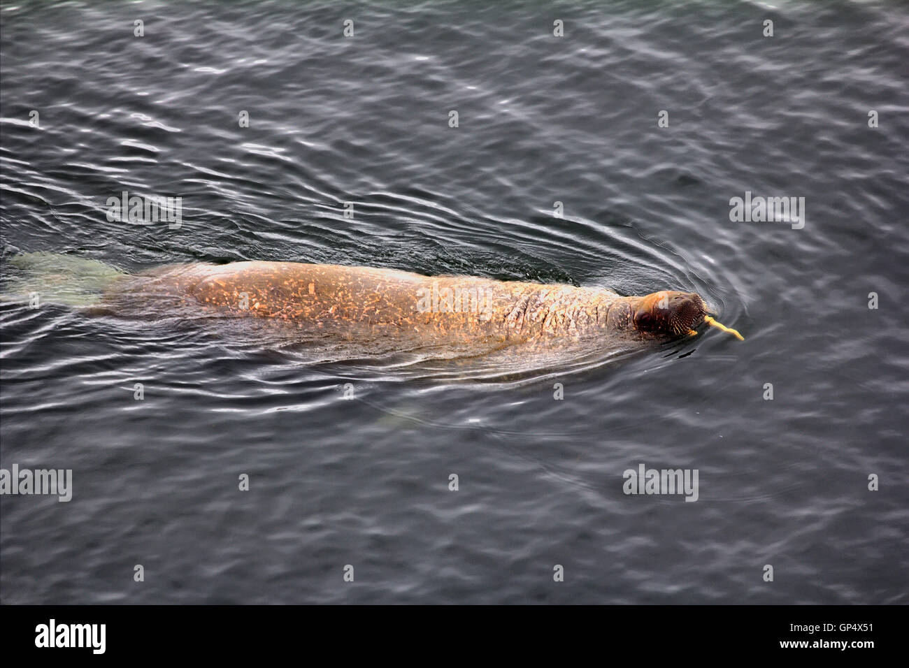 Atlantic walrus with one tusk floats on surface of sea Stock Photo - Alamy