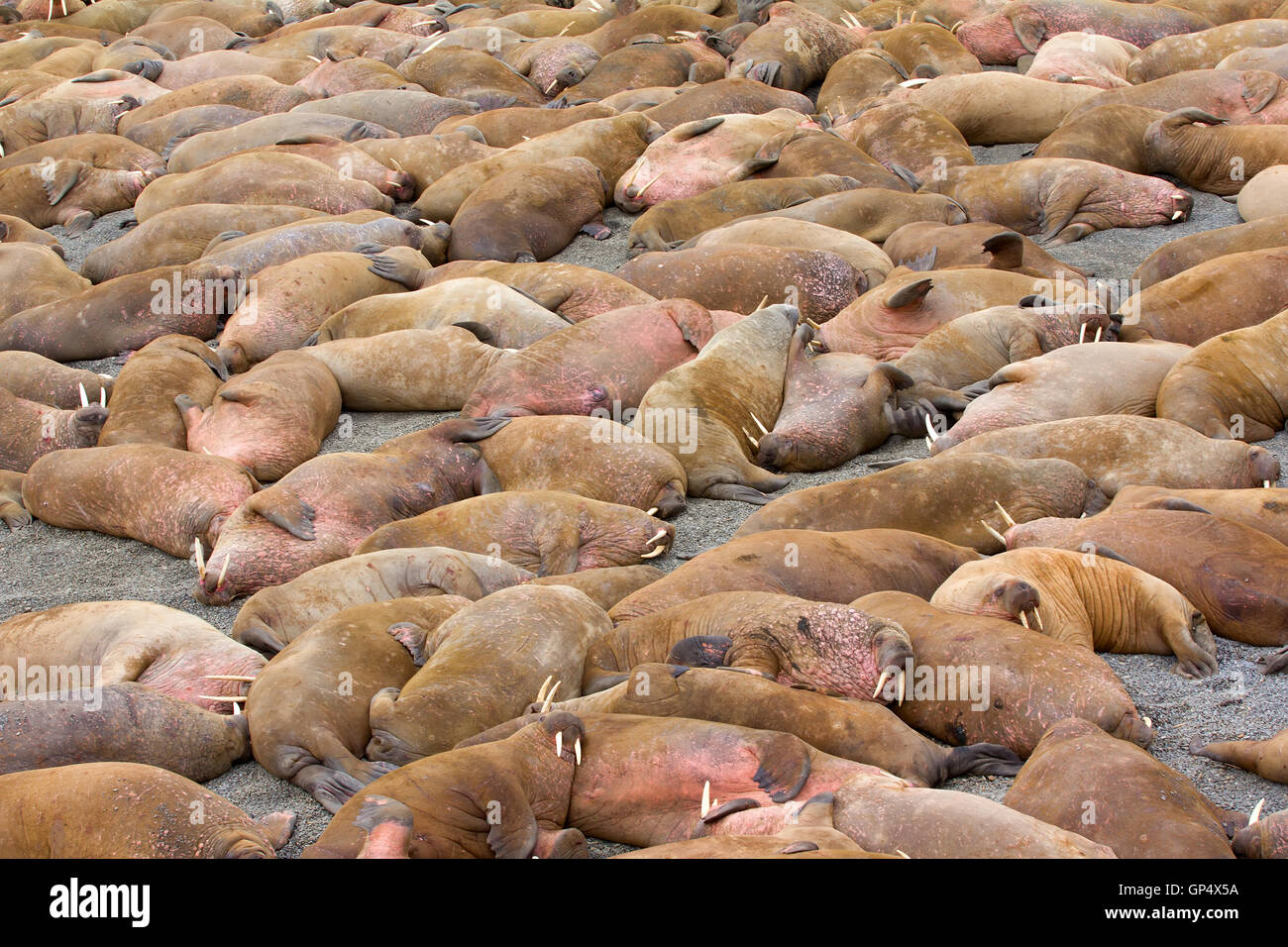 Rookery: Atlantic walrus sleeping on beach close to each other Stock ...