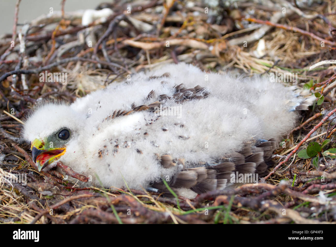 The rough-legged Buzzard chick in nest. The Novaya Zemlya Archipelago ...