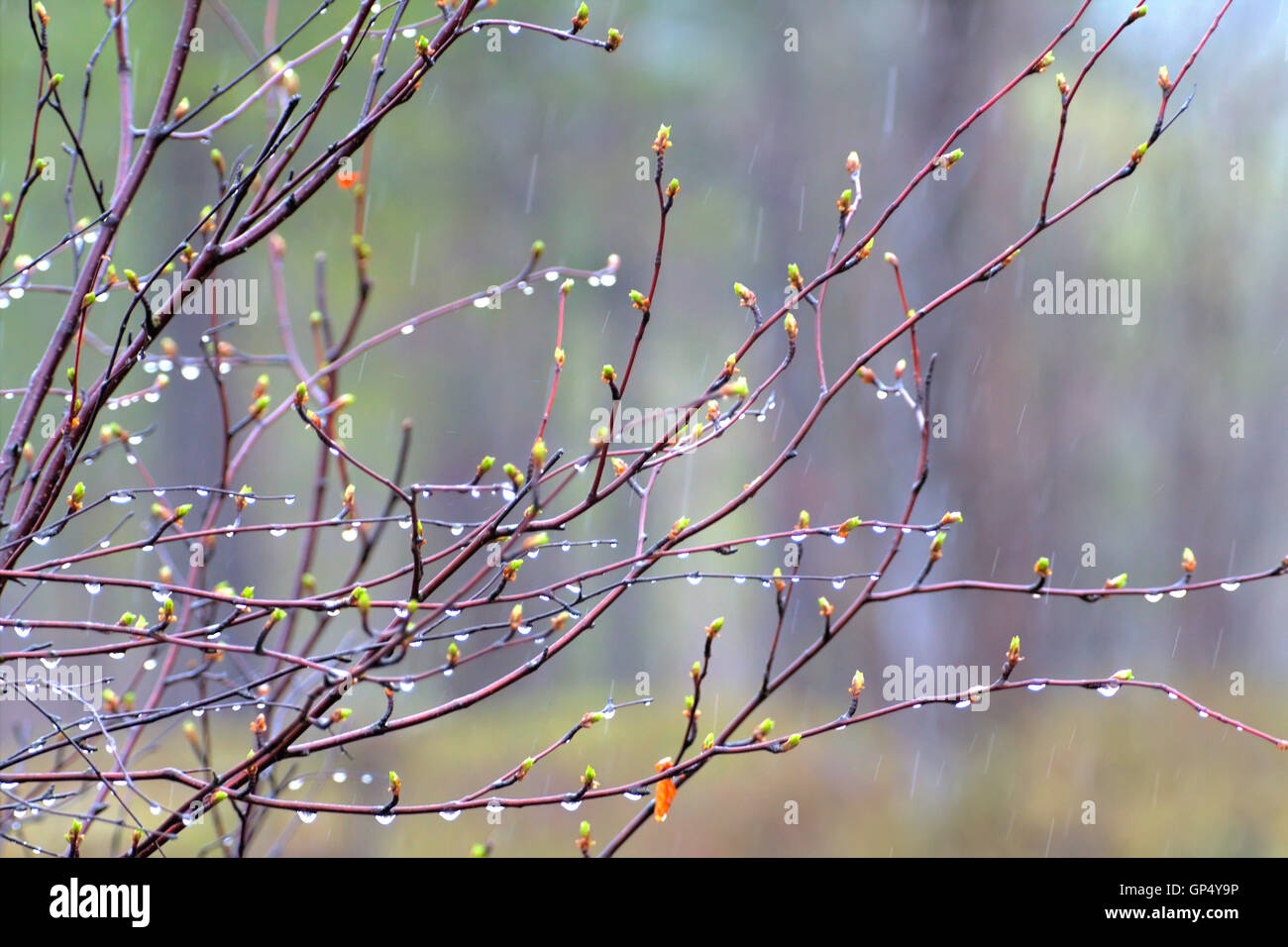 Rain drops and fog build up on the branches. Posting closeup camera ...