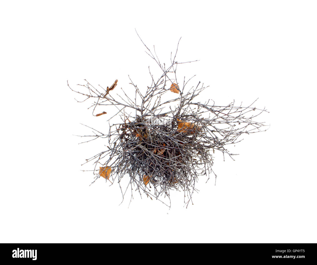 pathological growth of branches on a tree isolated Stock Photo - Alamy