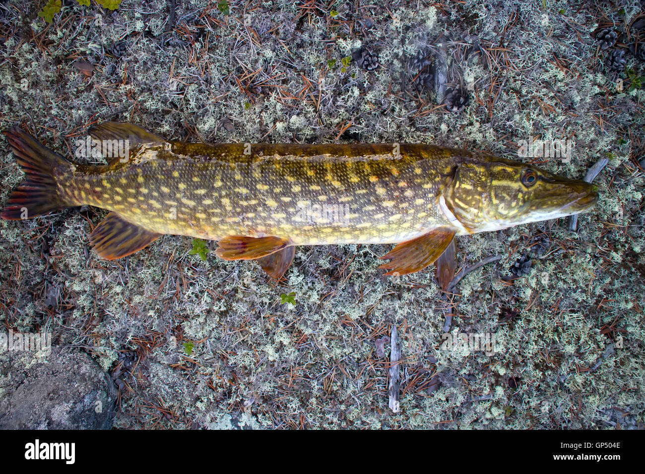 pike fishing in the North in Scandinavia Stock Photo - Alamy
