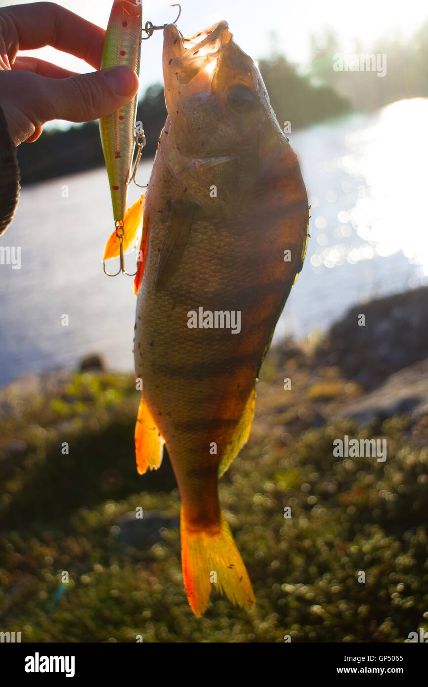 perch fishing in the North in Scandinavia Stock Photo - Alamy