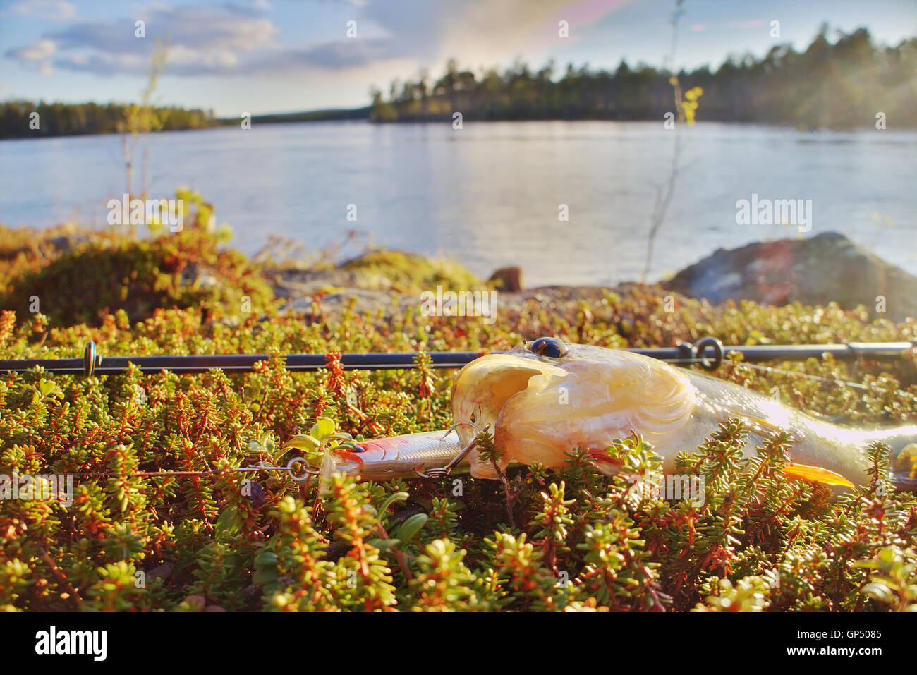 perch fishing in the North in Scandinavia Stock Photo - Alamy