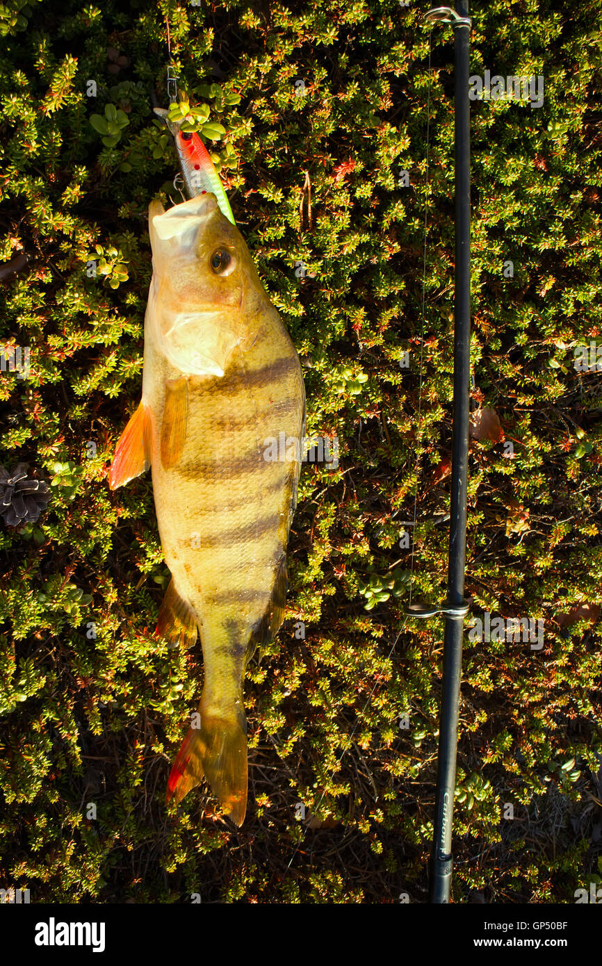perch fishing in the North in Scandinavia Stock Photo - Alamy