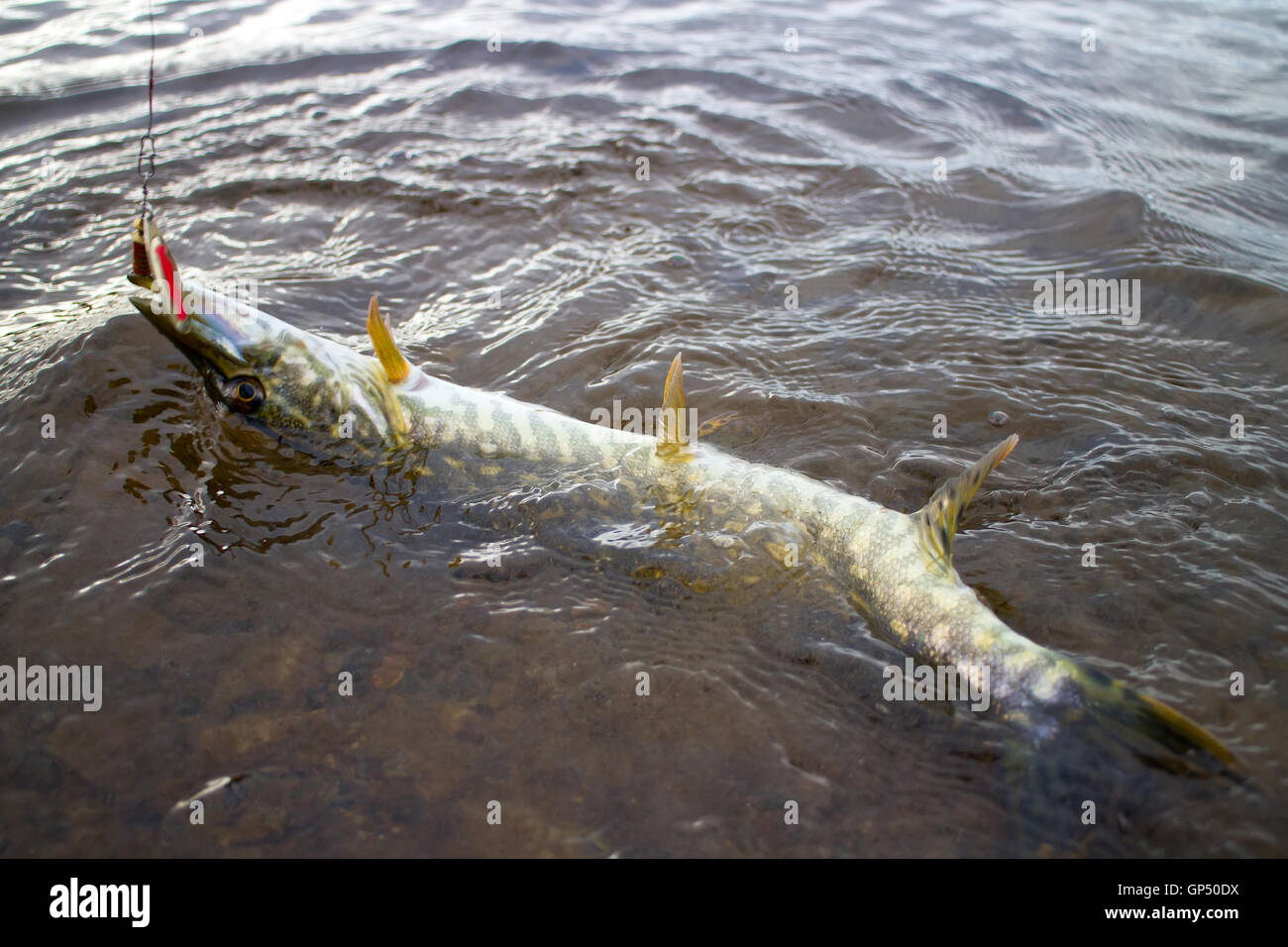 pike fishing big Northern fish Stock Photo - Alamy