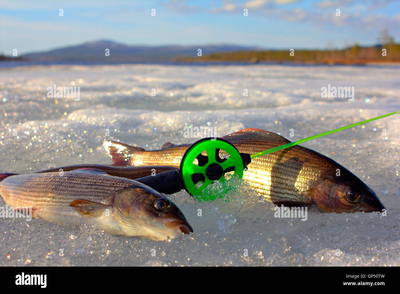 Caught grayling on melting spring ice. Original fishing Stock Photo - Alamy