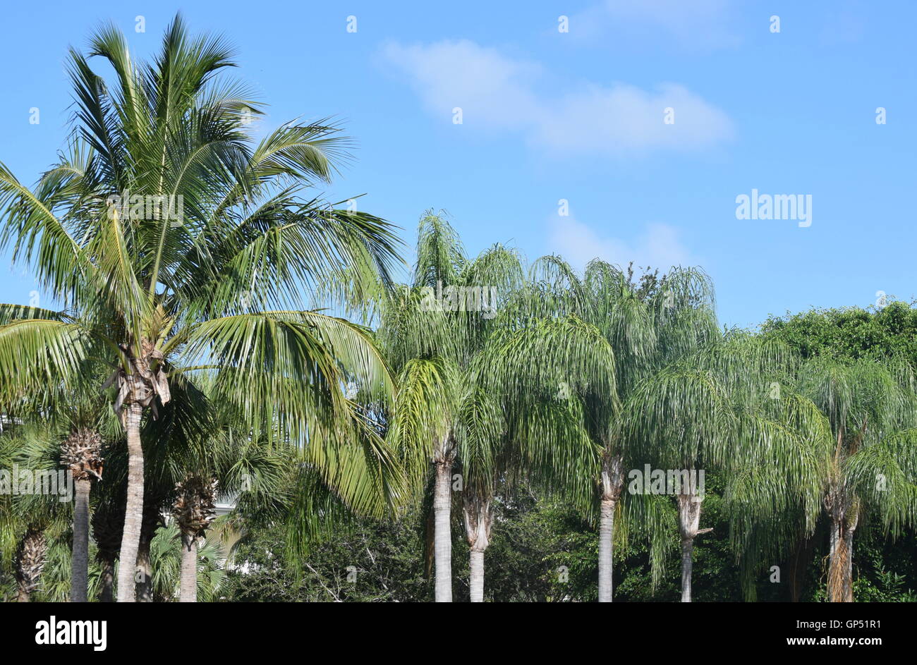 Palm trees blowing wind hi-res stock photography and images - Alamy