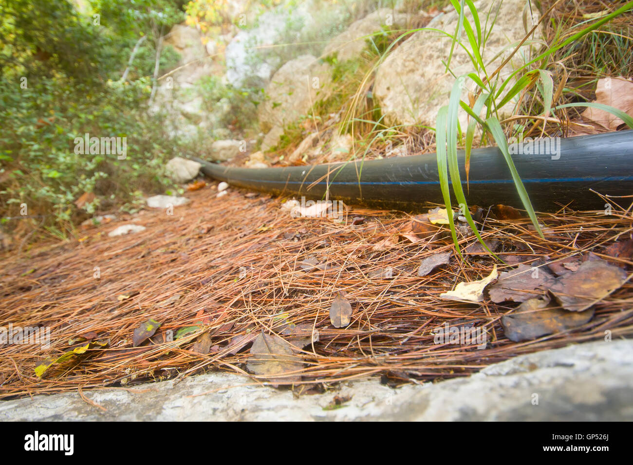 Plastic pipe of small diameter conducted on soil surface Stock Photo ...