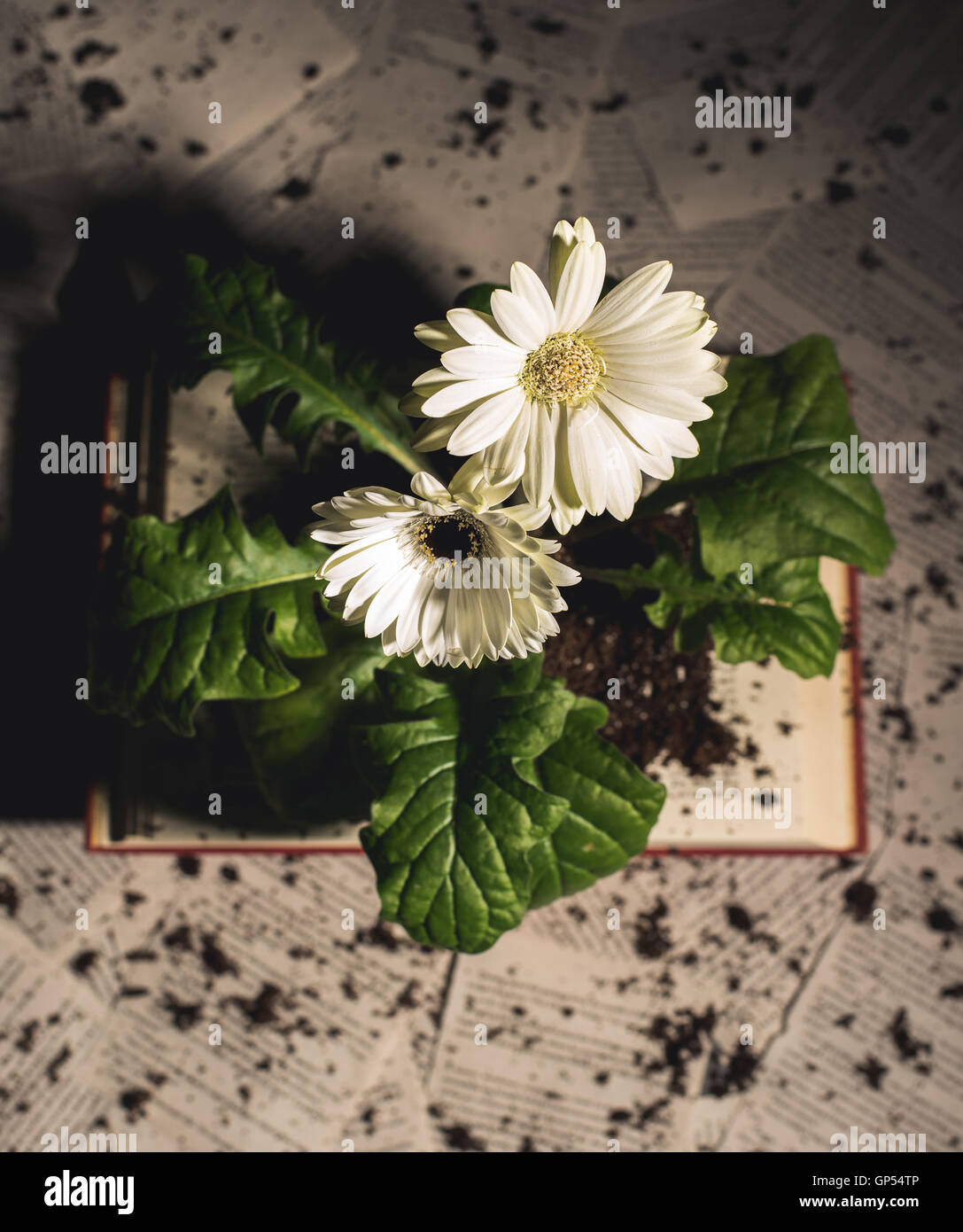 Flowers growing from a book Stock Photo - Alamy