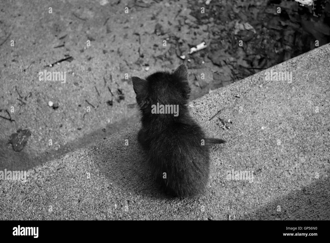 A lonely kitten Stock Photo - Alamy