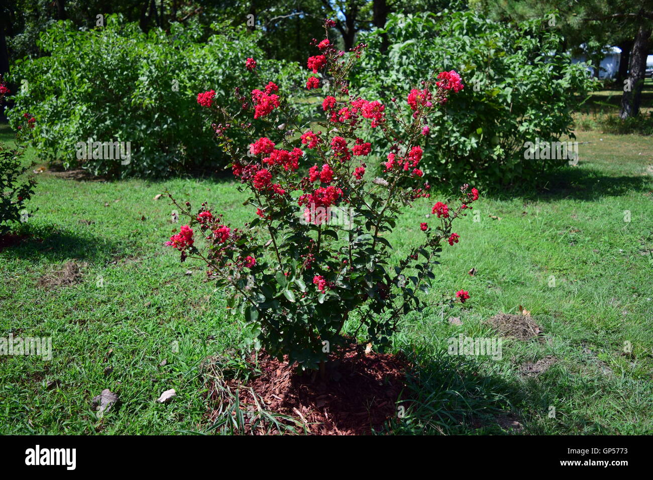 A bush of red flowers Stock Photo - Alamy