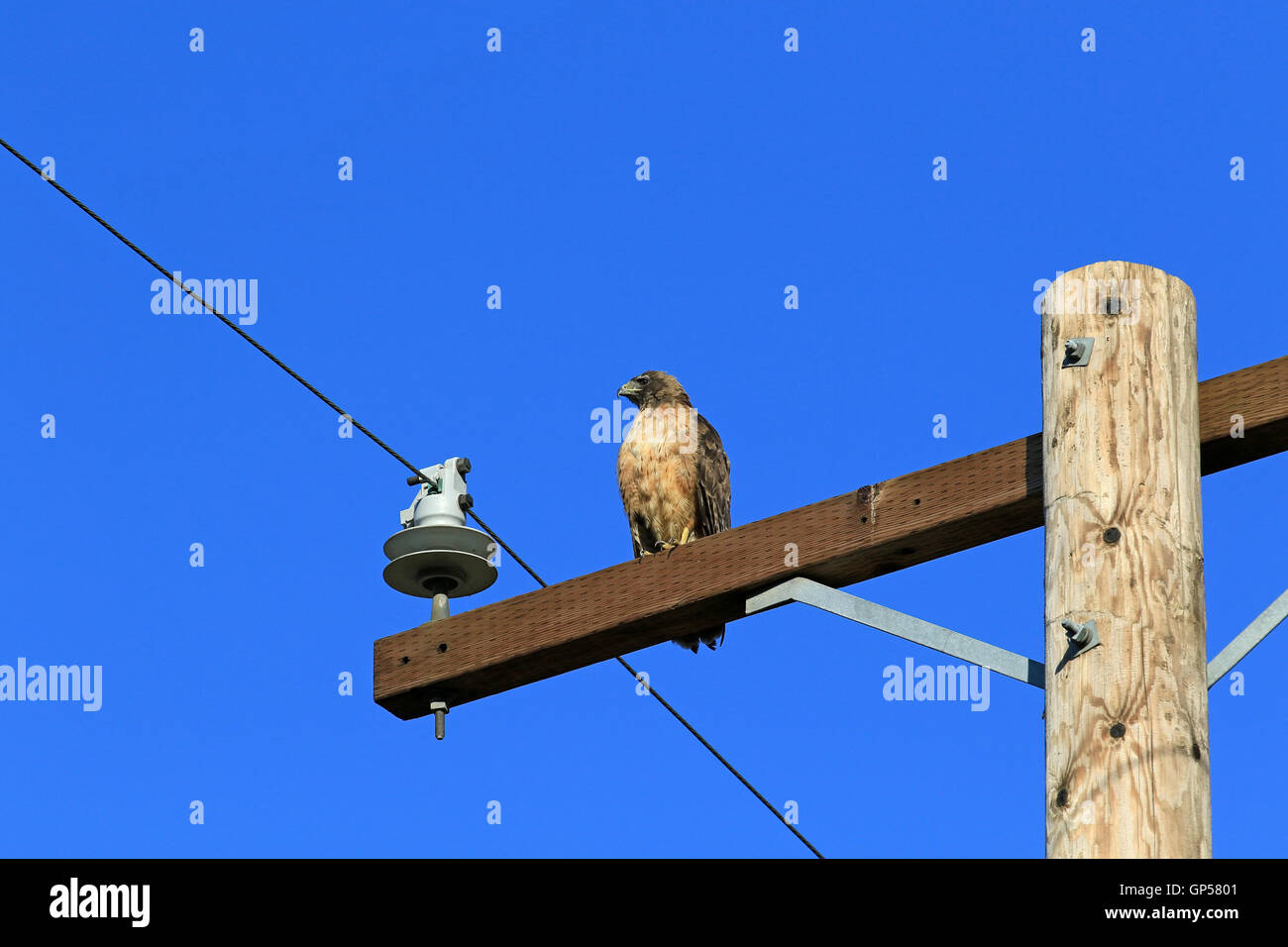 Hawk bird of prey on electrical pole perch Stock Photo - Alamy