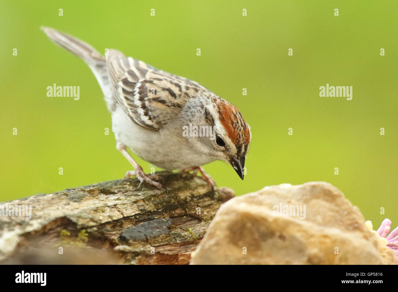 Leaning down hi-res stock photography and images - Alamy