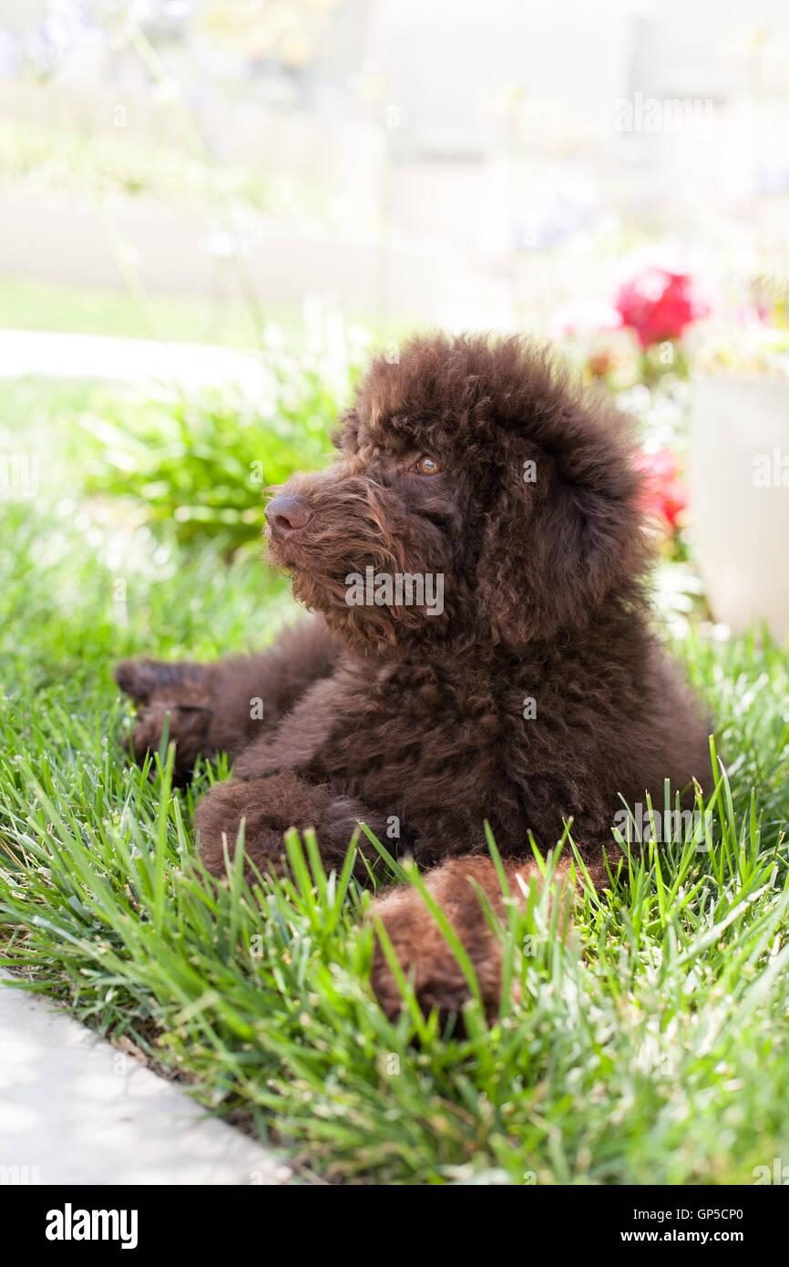 cute curly chocolate labradoodle puppy dog lays in the grass Stock ...