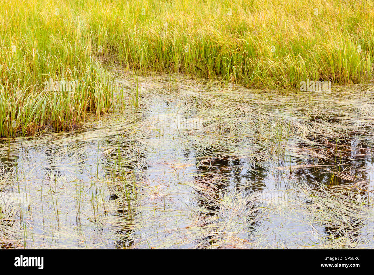 Marshland grass sedges background texture pattern Stock Photo - Alamy