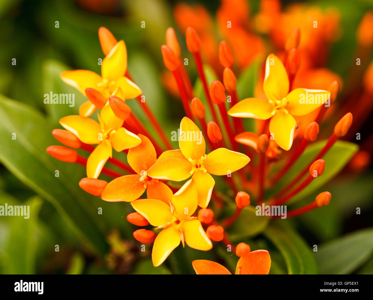 Ixora javanica hi-res stock photography and images - Alamy