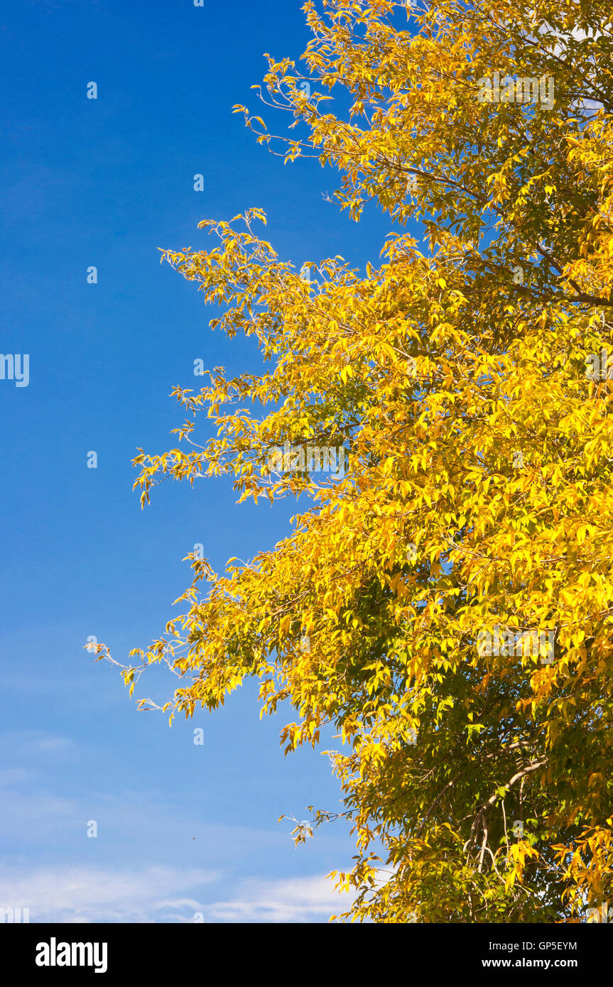 Yellow tree in fall Stock Photo - Alamy