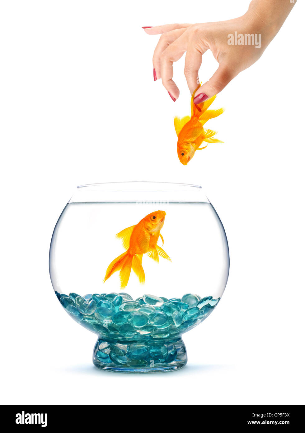 Gold fish aquarium hi-res stock photography and images - Alamy