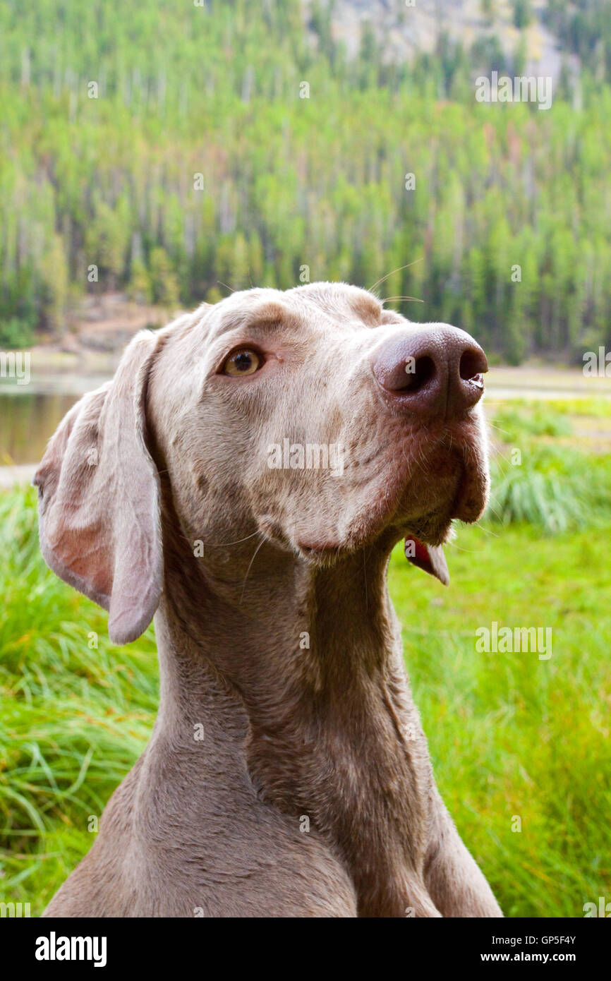 Weimeraner portrait hi-res stock photography and images - Alamy
