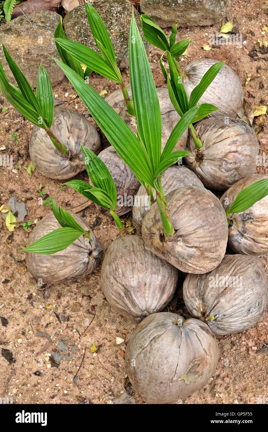 Sea coconut seed hi-res stock photography and images - Alamy
