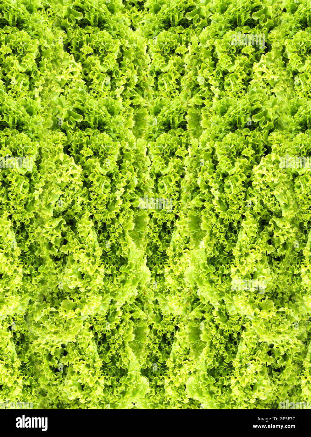 Green butter Lettuce Stock Photo - Alamy