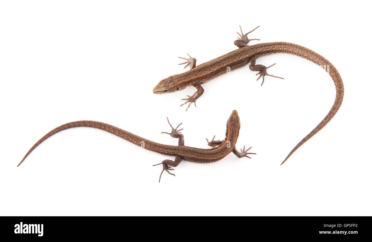 Common lizard reptile Cut Out Stock Images & Pictures - Alamy