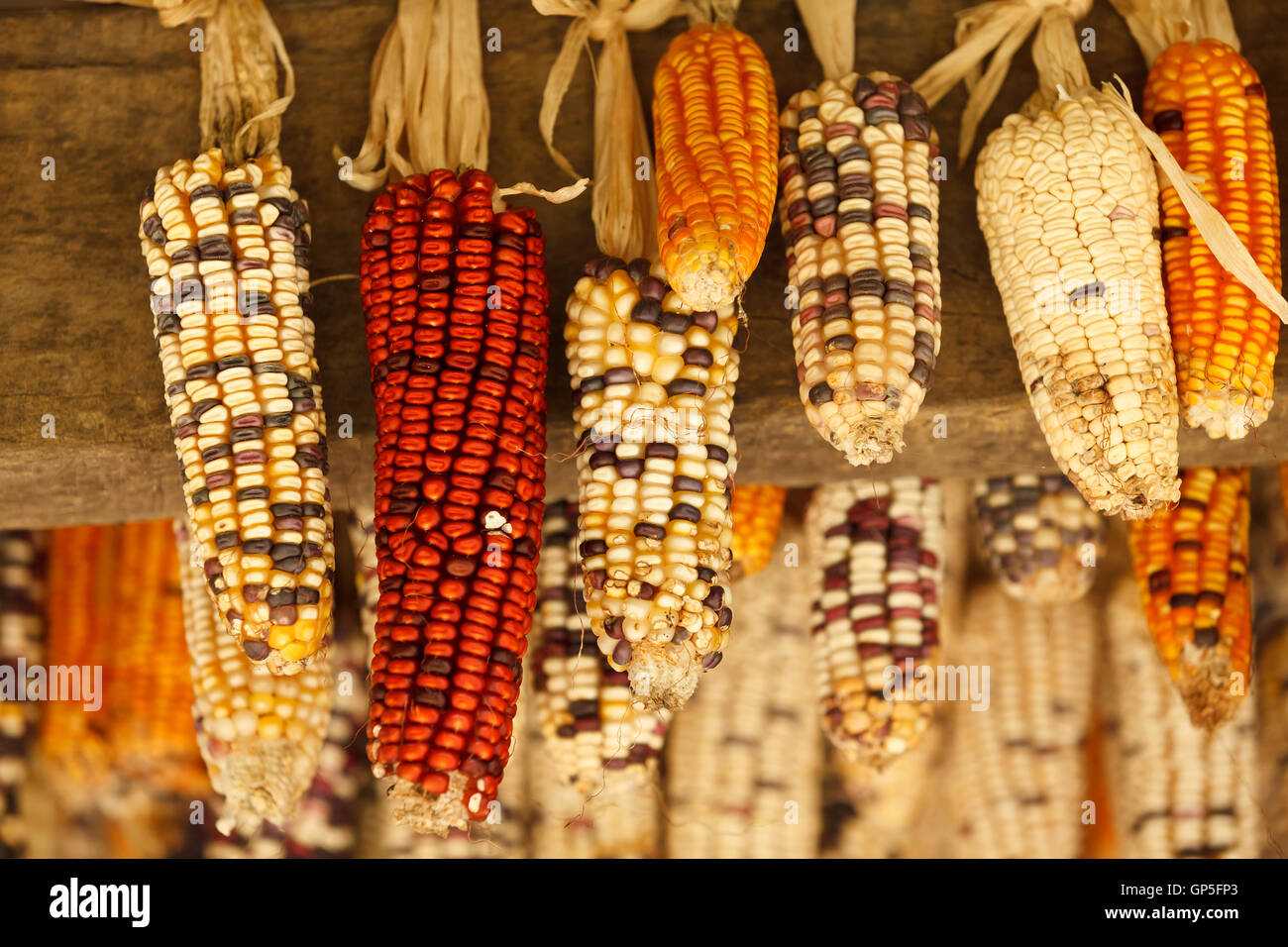 Beautiful ear of corn Stock Photo - Alamy