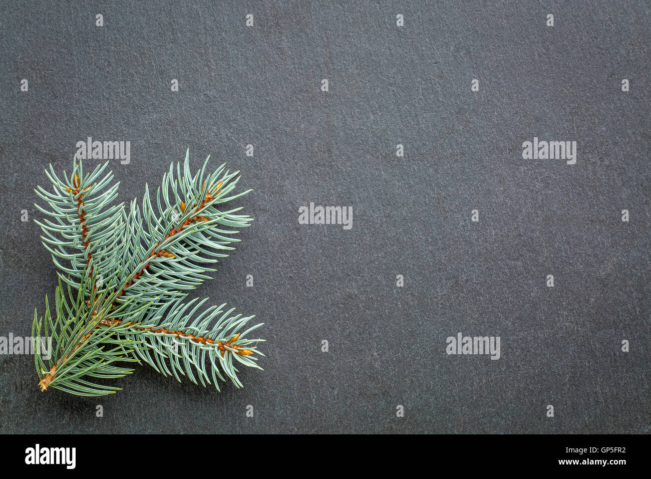 Colorado blue spruce hi-res stock photography and images - Alamy